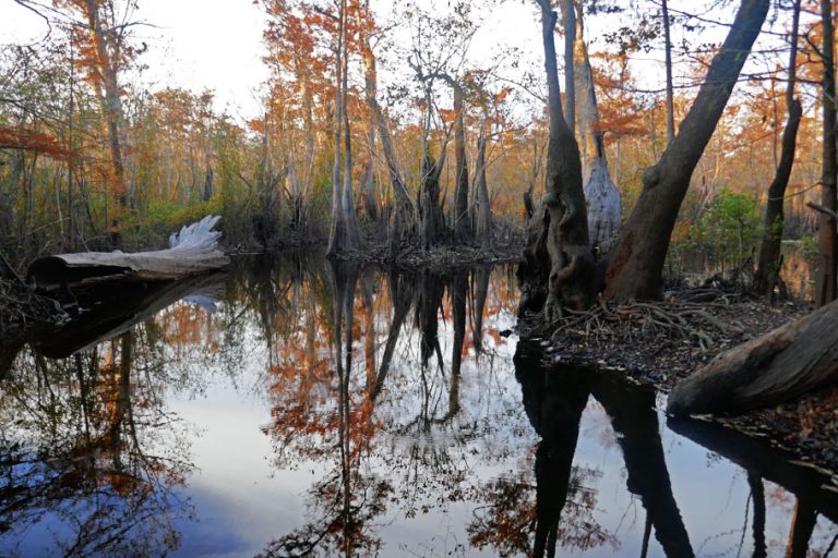 The Apalachicola National Forest – Make Like An Ape Man