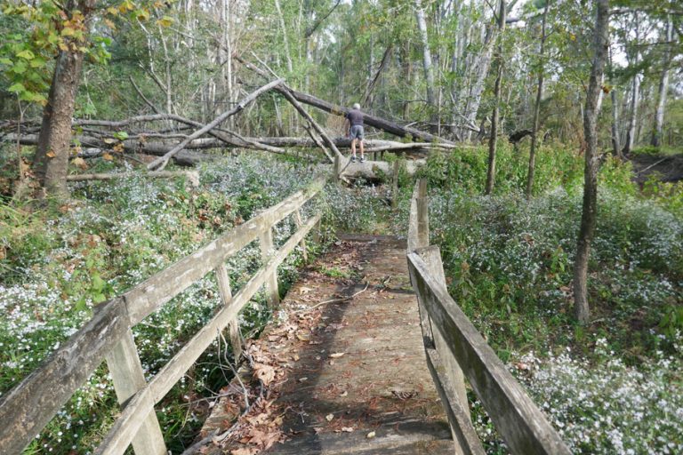 The Apalachicola National Forest – Make Like An Ape Man