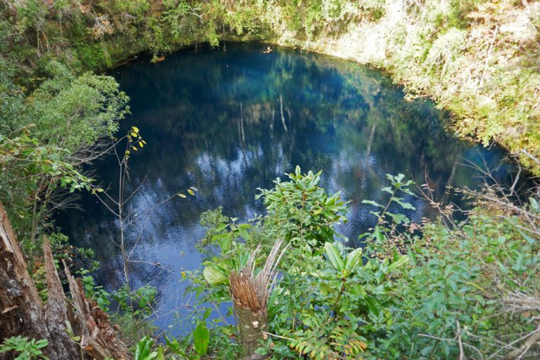 The Apalachicola National Forest – Make Like An Ape Man