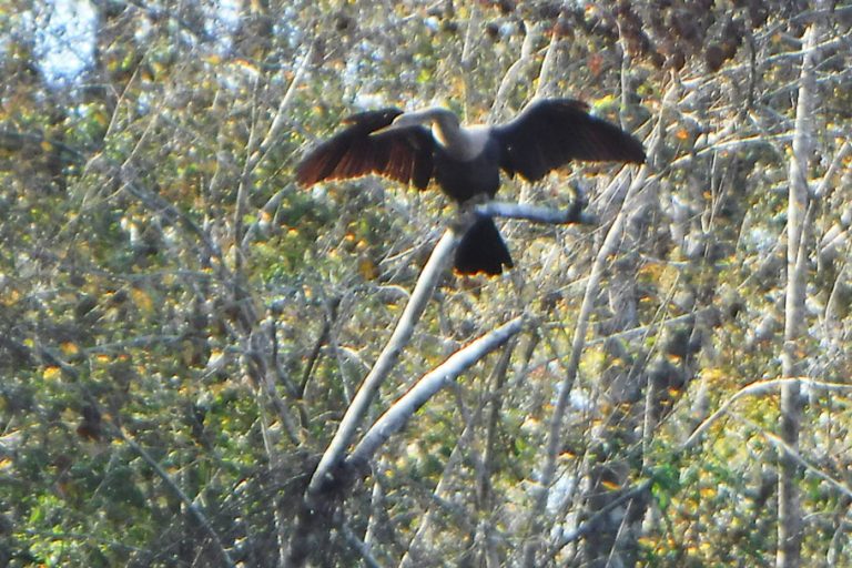 The Apalachicola National Forest – Make Like An Ape Man
