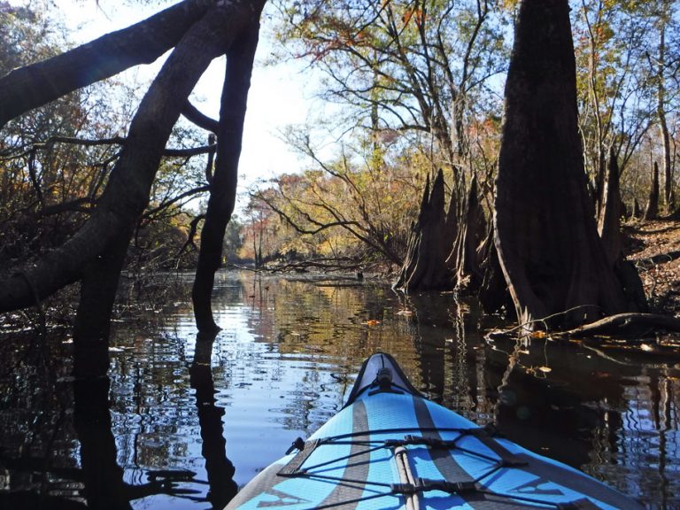 The Apalachicola National Forest – Make Like An Ape Man