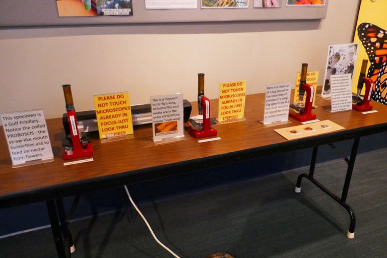 The Apalachicola National Forest – Make Like An Ape Man