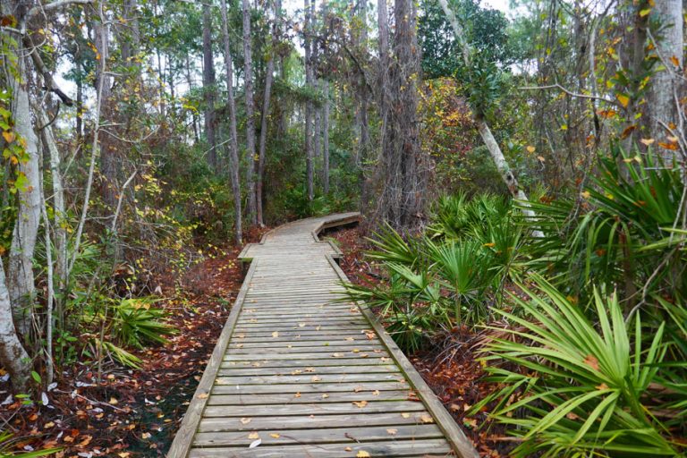 The Apalachicola National Forest – Make Like An Ape Man