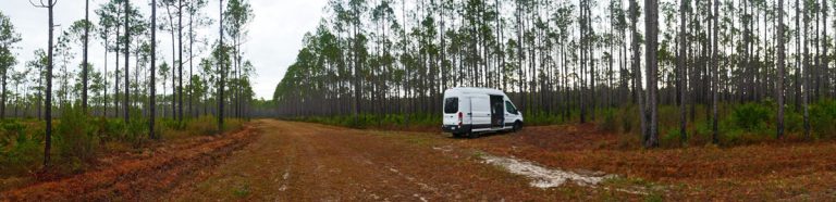 The Apalachicola National Forest – Make Like An Ape Man
