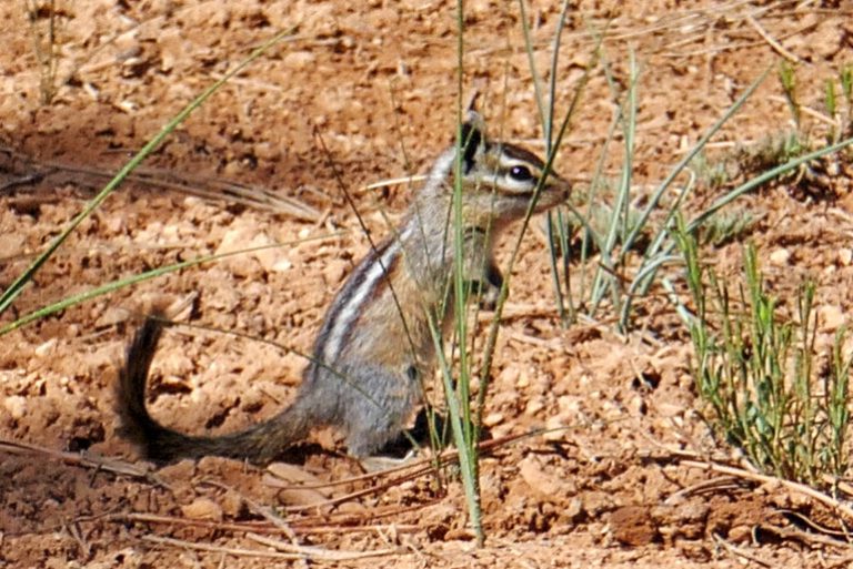 Bryce Canyon National Park – Make Like An Ape Man