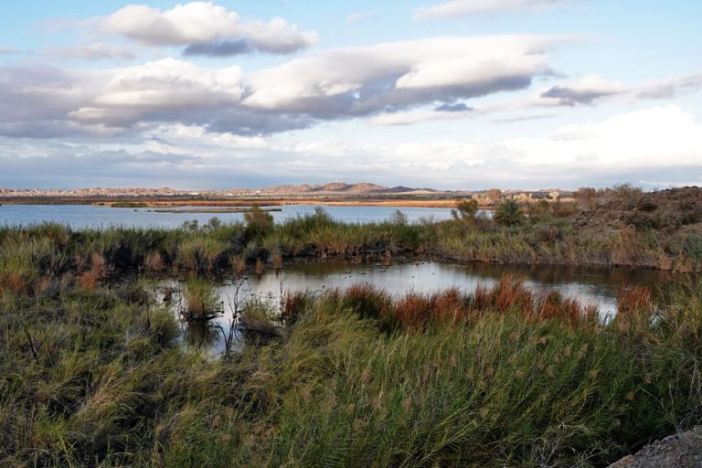 Mittry Lake Wildlife Area – Make Like An Ape Man